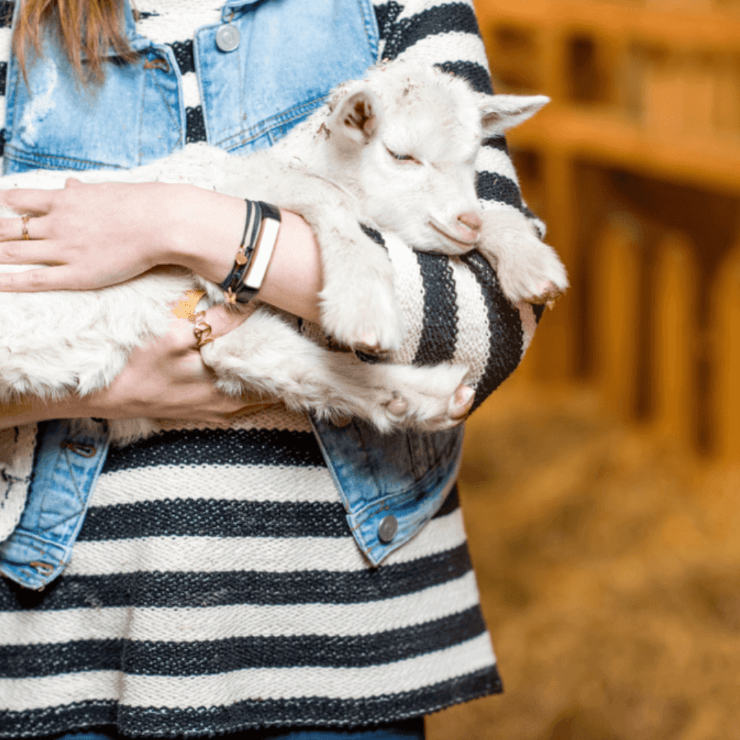 Goatie Cuddles - Mariaville Goat Farm